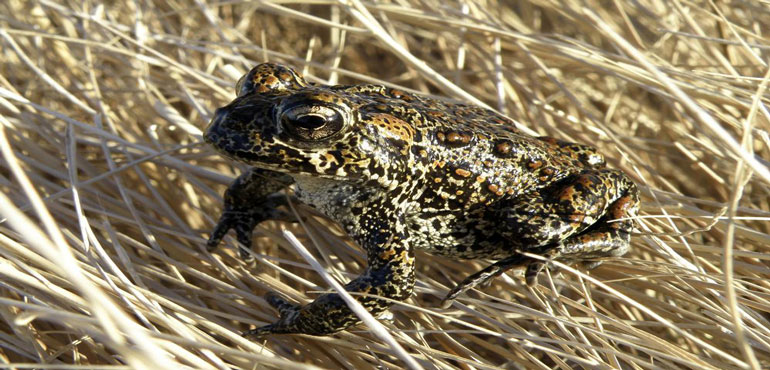 Nevada Toad Declared Endangered at Site of Geothermal Plant ...