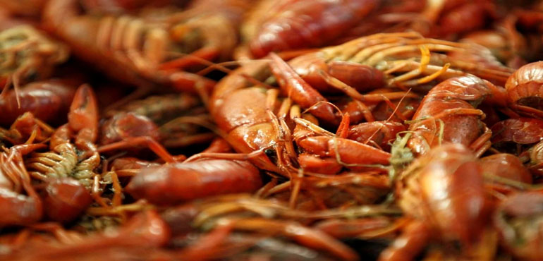 Drought Pinched Louisiana's Crawfish Harvest, But Mudbug Fans Are ...