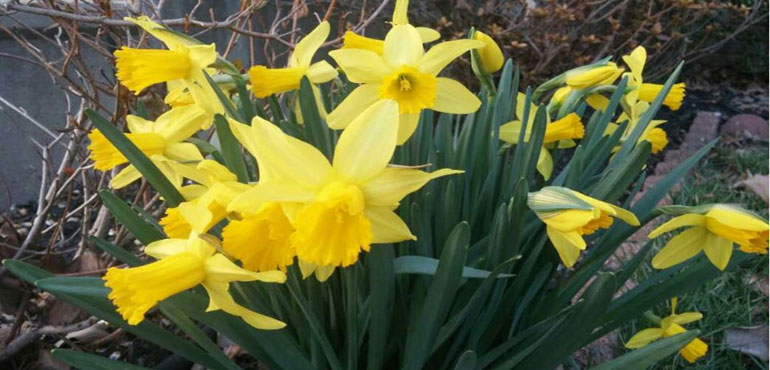 When Does Spring Begin? | WeatherBug