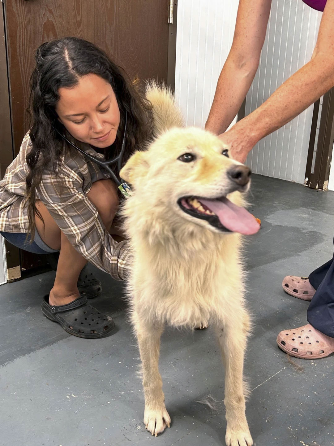Beloved Pets in Canada Rescued From Wildfires by Volunteers Who Stayed ...