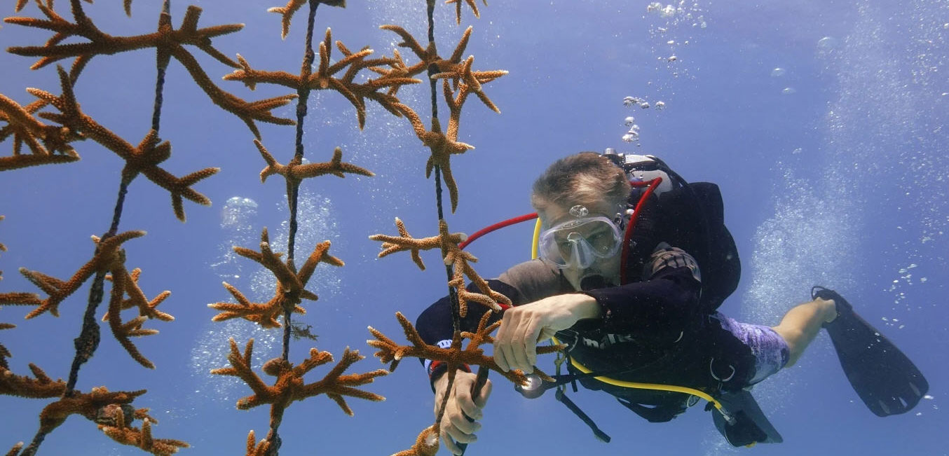 High Ocean Temperatures are Harming the Florida Coral Reef. Rescue ...