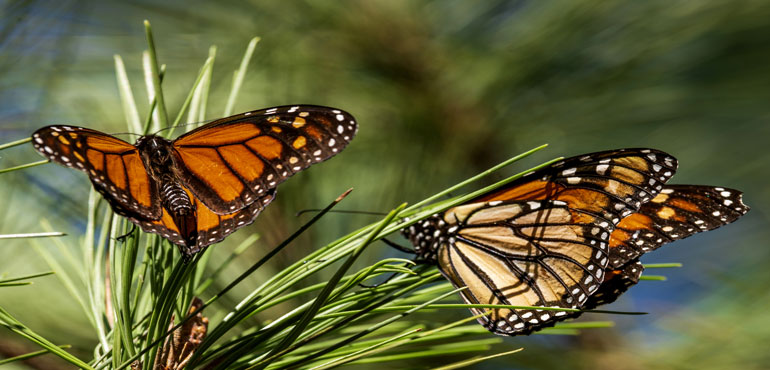 Western Monarch Butterflies Overwintering in California Dropped by 30% ...