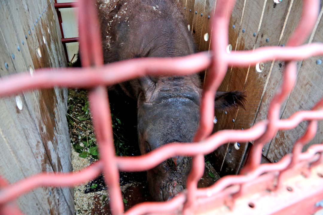 US-born Sumatran Rhino In Indonesia On Mating Mission | WeatherBug ...